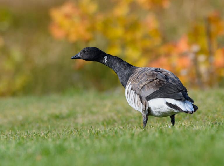 Waterfowl - Wildlife Center of Long Island