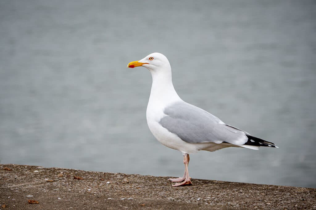 Shorebirds & Seabirds - Wildlife Center of Long Island