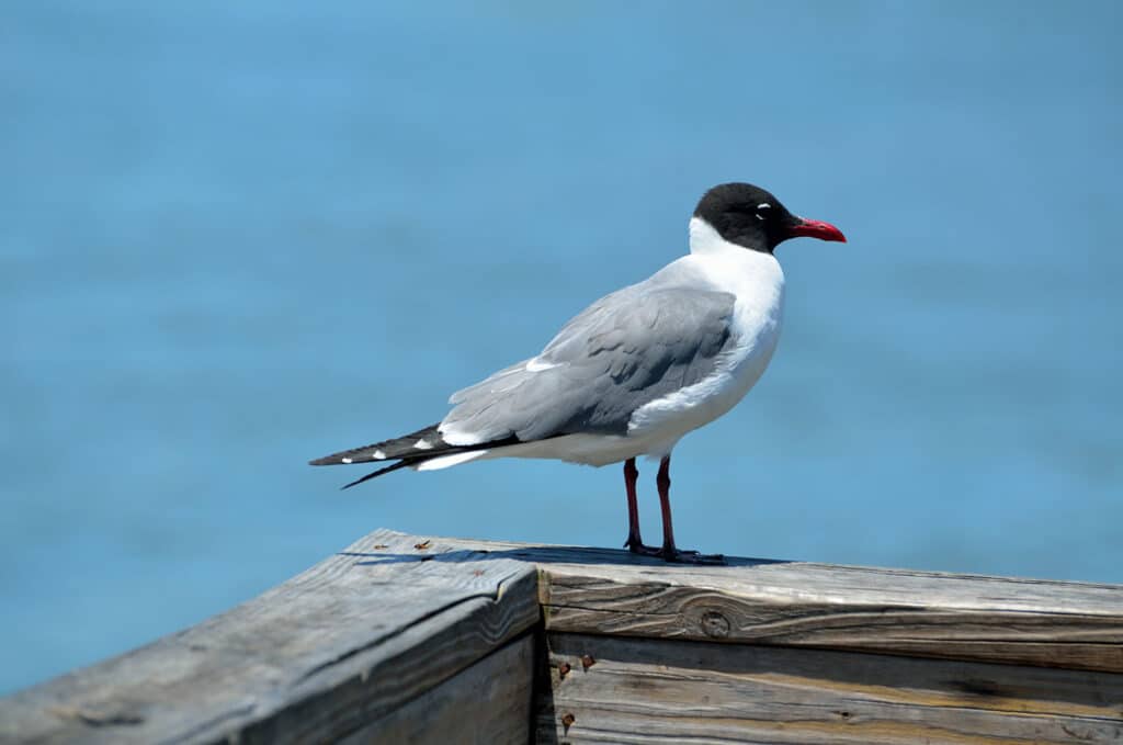 Shorebirds & Seabirds - Wildlife Center of Long Island