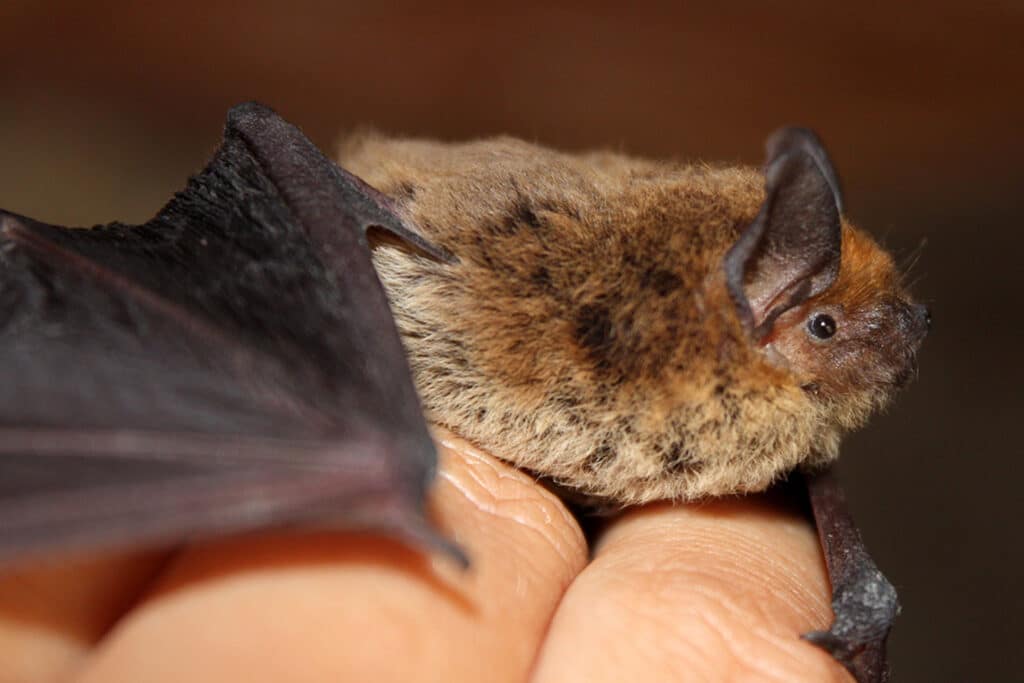 Bats - Wildlife Center of Long Island