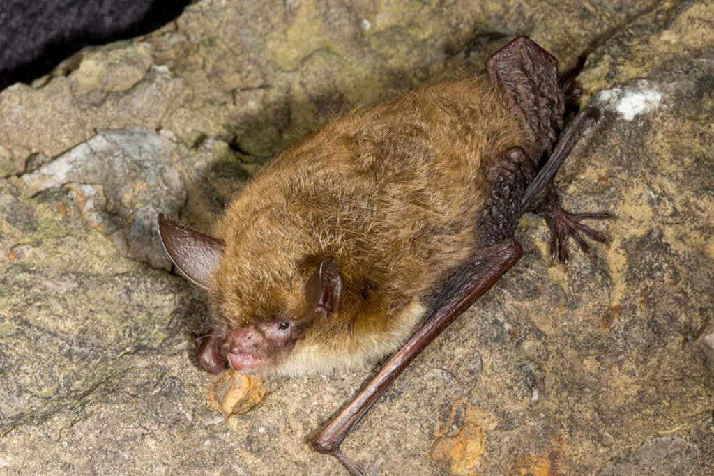 Bats - Wildlife Center of Long Island