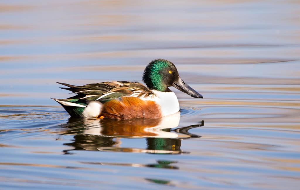 Waterfowl - Wildlife Center of Long Island