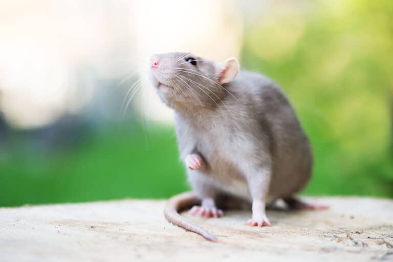 Small Rodents - Wildlife Center of Long Island