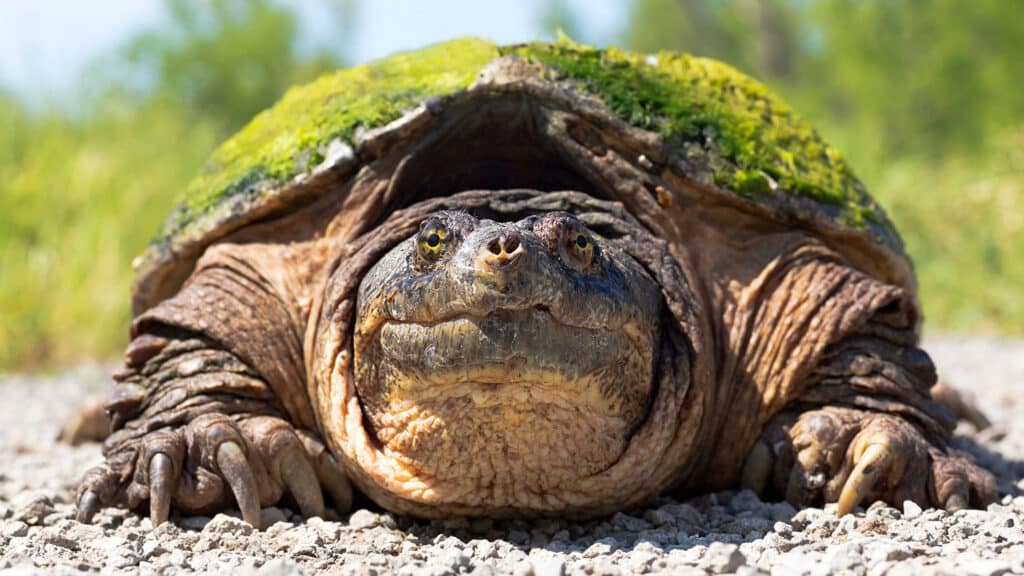 Reptiles & Amphibians - Wildlife Center of Long Island