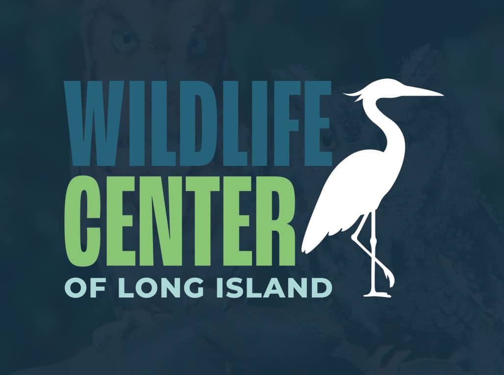 Wildlife Center of Long Island - Volunteers For Wildlife