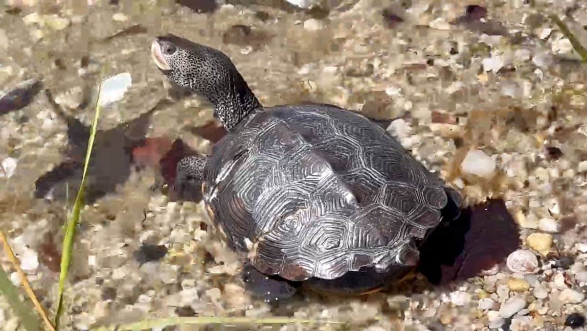 June 2023 - Wildlife Center of Long Island