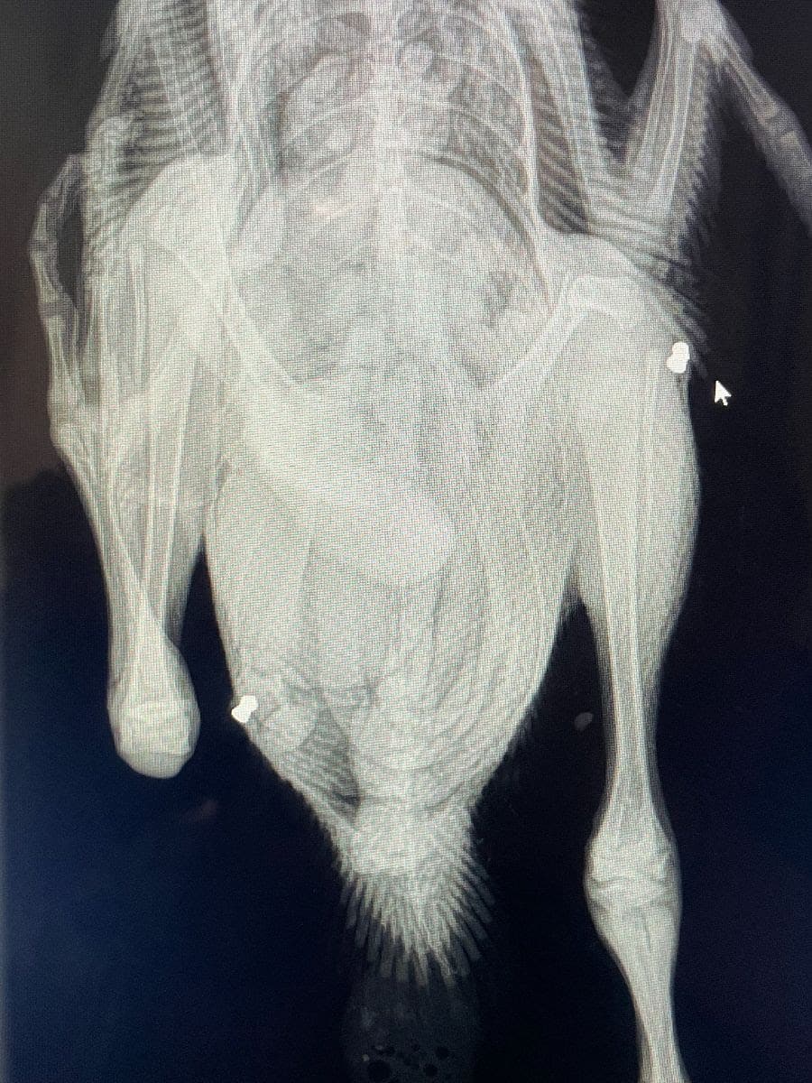 June 2023 - Wildlife Center of Long Island