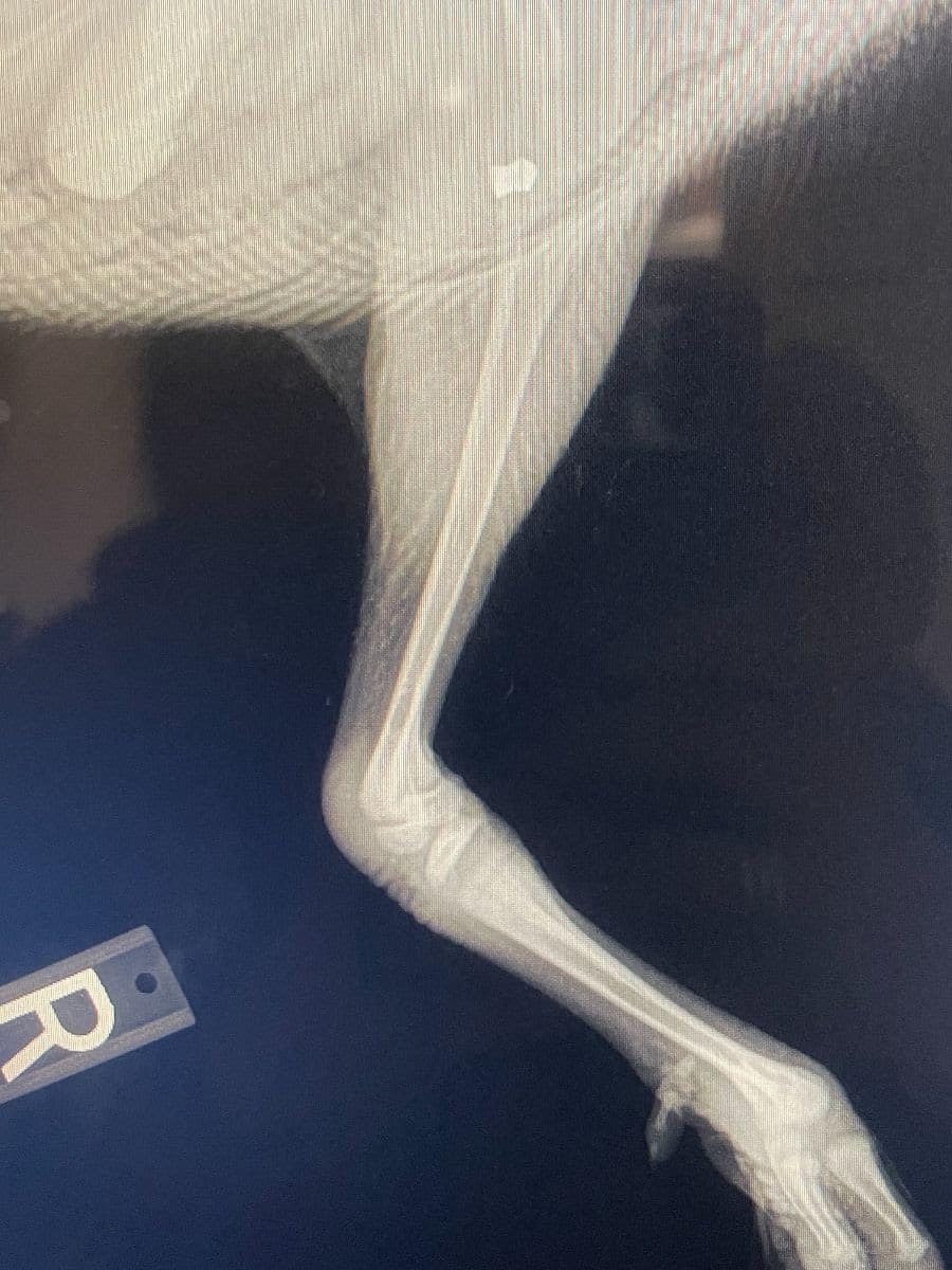 June 2023 - Wildlife Center of Long Island