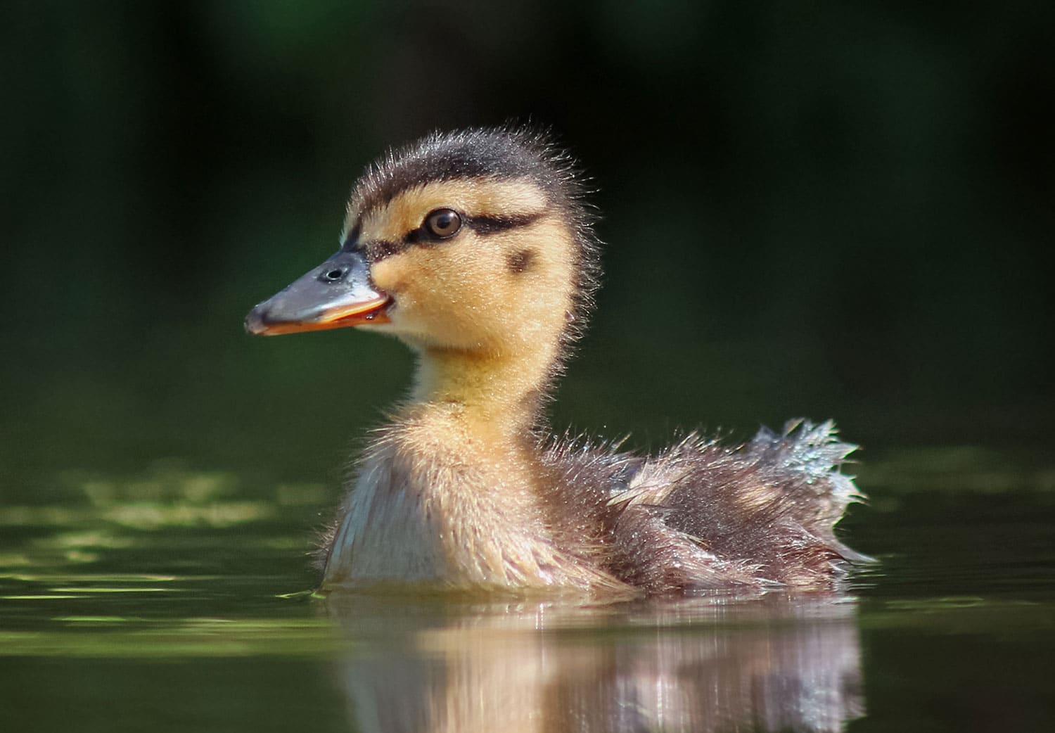 Wildlife Center of Long Island - Volunteers For Wildlife