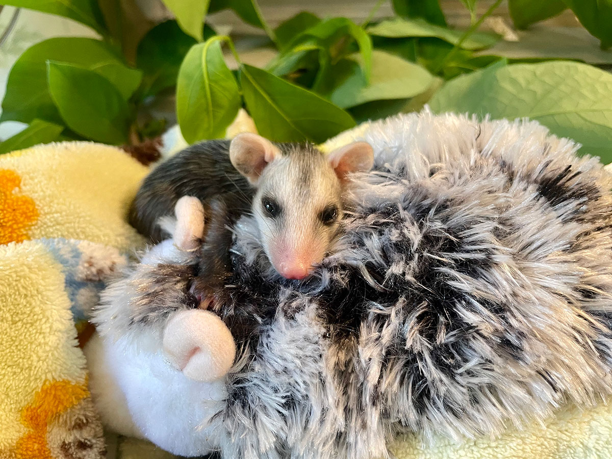 May 2024 - Wildlife Center of Long Island